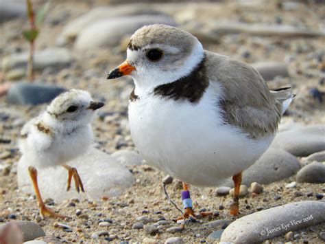 Piping Plover Profile Facts Nest Habitat Traits Eggs Birdbaron