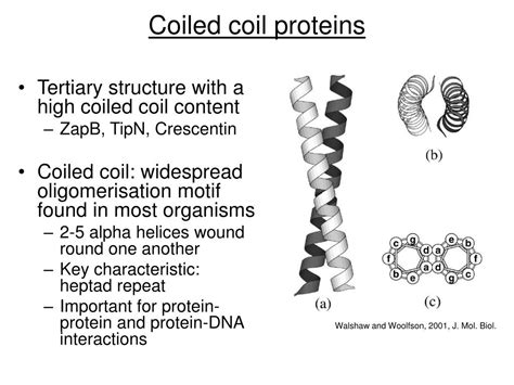 Ppt Cytological Screening For Novel Cell Division Genes In Escherichia Coli Powerpoint