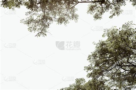 绿叶和树枝都是绿色的