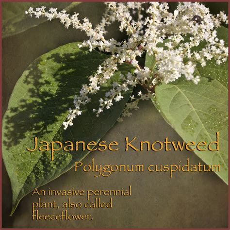 What Is Polygonum Cuspidatum
