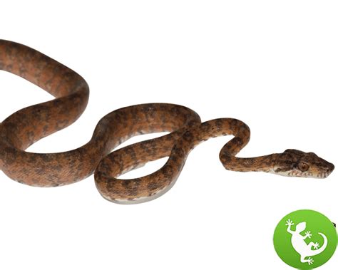 Healthy Colored Amazon Tree Boa For Sale Ultimate Reptile 2025
