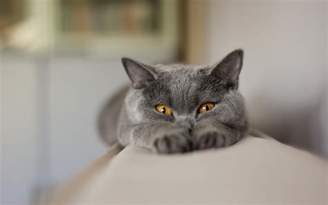 Обои на рабочий стол Животные Кошки Коты Котики 42066 для ПК