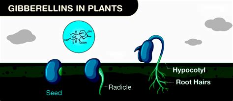 Gibberellins In Plants Definition Structure Function And Uses