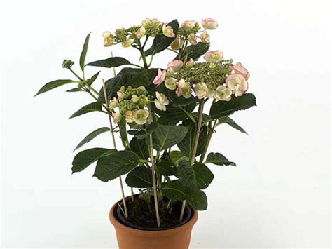 Hydrangea Macrophylla Lacecap Grp Dutch Ladies Sheila