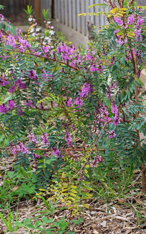 Medium Shrubs Swan Bay Environment