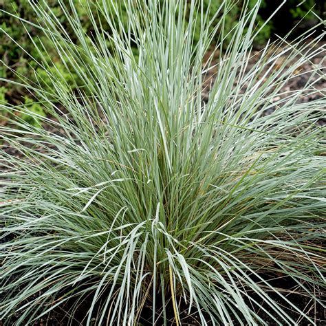 Blue Oat Grass