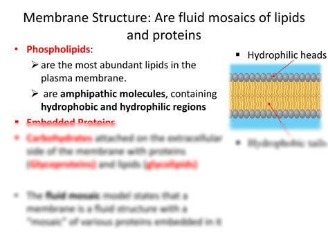 Solution 2 Membrane Structure And Function Studypool
