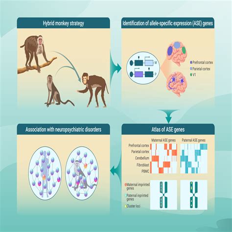 Cynomolgus Rhesus Hybrid Macaques Serve As A Platform For Imprinting