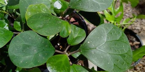 11 Manfaat Tanaman Obat Tabat Barito Untuk Kesehatan Storymusik