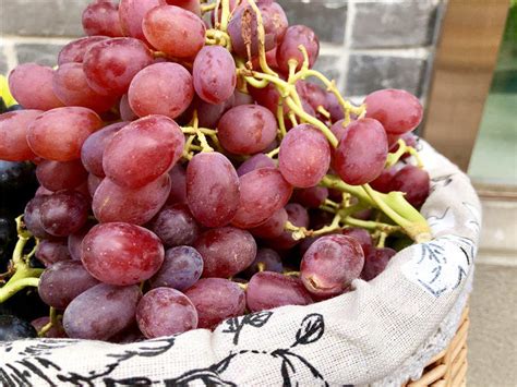 智利红酒有哪些特点？全球红酒信息网