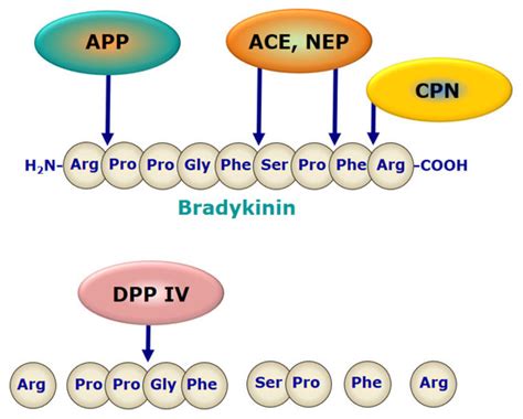 Bradykinin Mediated Angioedema Induced By Commonly Used Cardiovascular