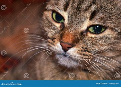 Pussycat Stock Image Image Of Life Kitten Human Large 36398307