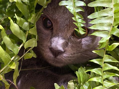 Silly Kitty In Fern By Sillysullyy On Deviantart