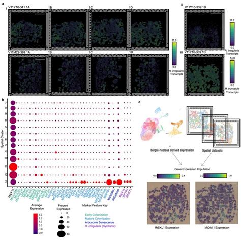 Analyzing Colonization Stage Specific Gene Expression Download