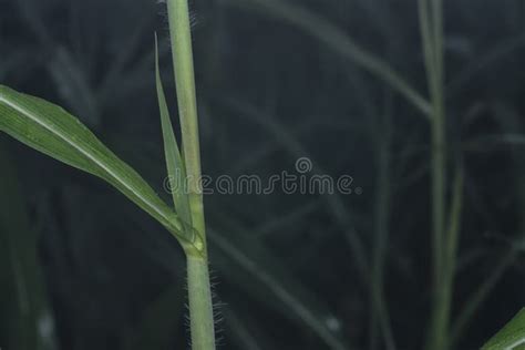 Close Up Of The Stems Of Poaceae Grasses Branch Stock Image Image Of Giant Flag 263876187