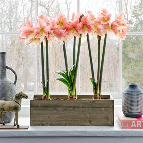 Amaryllis Tinkerbell White Flower Farm