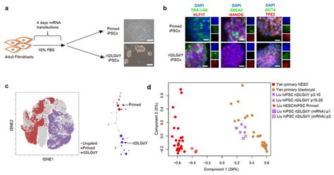 generation of primed and naive rt2ilgöy hipscs via an mrna