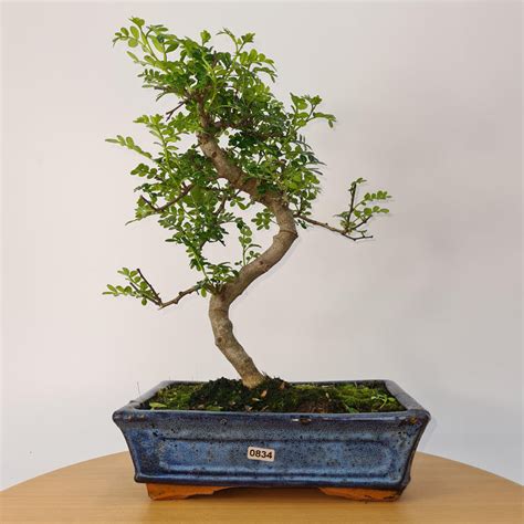 Chinese Pepper Zanthoxylum Pipertum Bonsai Tree Shaped In 25cm P Yorkshire Bonsai