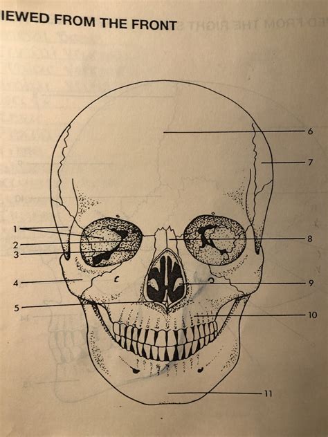 Skull Front View Diagram Quizlet