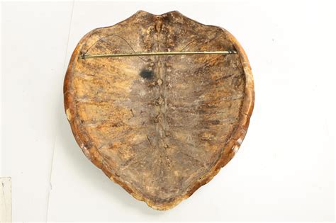 Antique Sea Turtle Shell Specimen Ebth