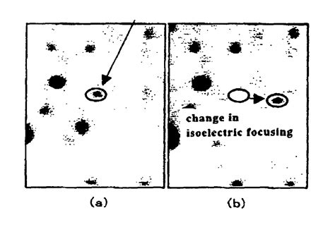 Method For Identifying Phosphoprotein Eureka Patsnap