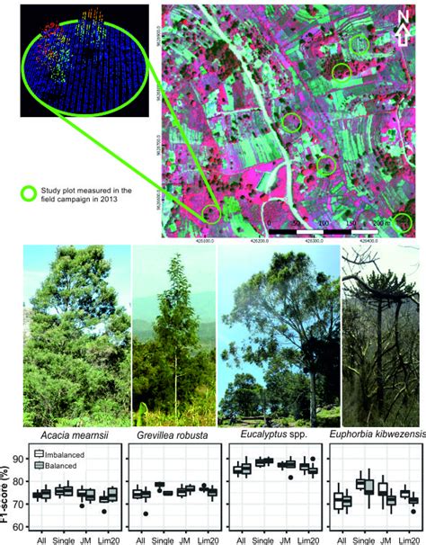 Remote Sensing Free Full Text Classification Of Tree Species In A Diverse African