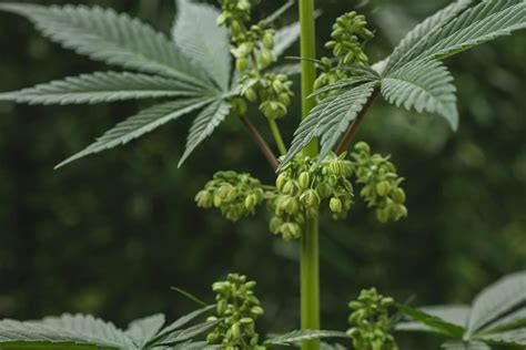 What Is Cannabis Pollen And How To Use It Cannabisnic