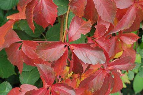 Parthenocissus Quinquefolia