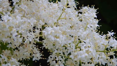 How To Grow And Care For A Lilac Tree Complete Guide