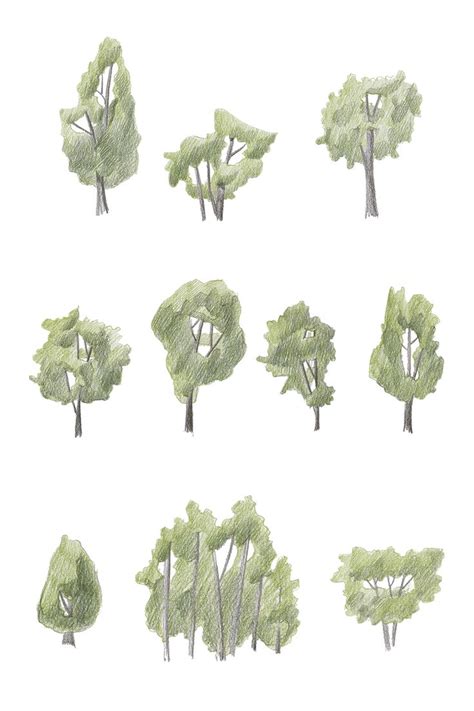 Broadleaf Trees Elevation In 2025 Architecture Collage Architecture