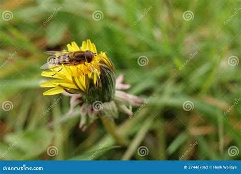 Closeup On A Common Banded Hoverfly Syrphus Ribesii Sitting On A