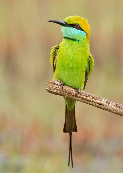 5 Bee Eater Species In Cambodia Nerdy Owlet