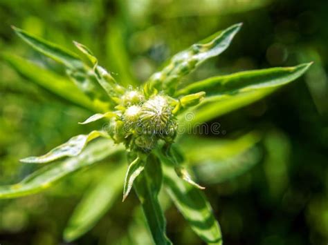 Small Prickly Flowers In The Garden Stock Image Image Of Close Detail 221563741