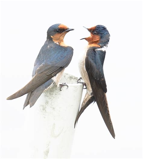 Pacific Swallow Shanghai Birding 上海观鸟