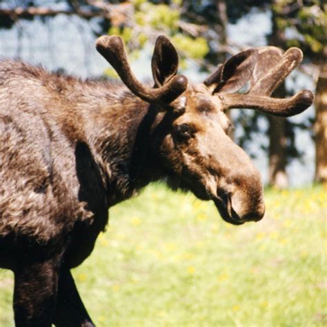 Doorbell Camera Catches The Rare Moment A Giant Moose Sheds Both