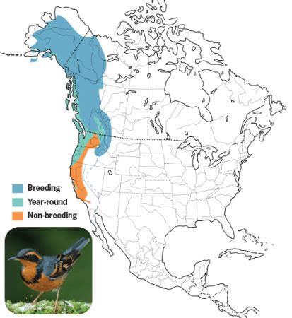 All About Varied Thrushes And How To Attract Them Wild Birds