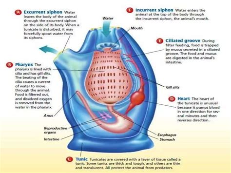 Chapter 1 Phylum Protochordates Pptx