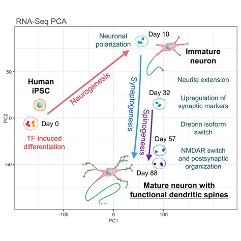 Dendritic Spine Formation And Synapse Maturation In Transcription
