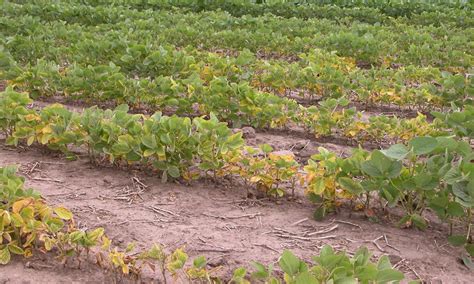 Know Soybean Cyst Nematode Numbers Matter