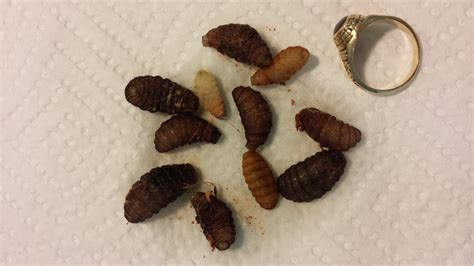 Its Never Too Early To Learn About Cuterebra New Mexico House Rabbit Society