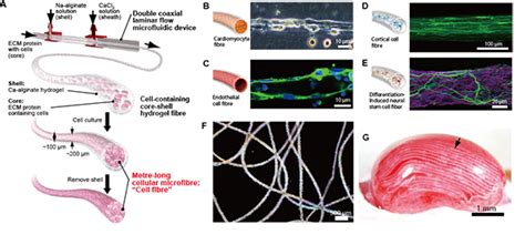 Research Onoe Research Group