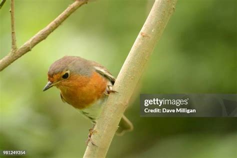 Dave Robins Photos And Premium High Res Pictures Getty Images