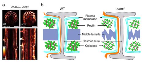 Open Sesame Pectin Tweaks Plasmodesmata To Control Root Transport
