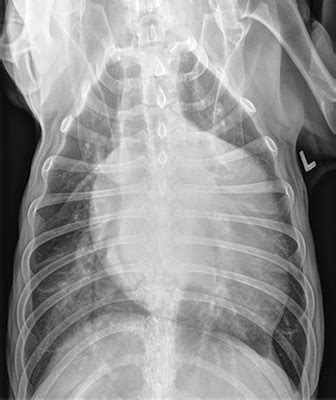 Evaluating The Heart Size On Radiographs Veterinary Medicine At Illinois