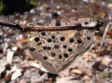 Toad Eggs Vs Frog Eggs