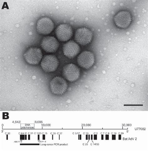 A Electron Micrograph Of Adenovirus Particles Isolated From
