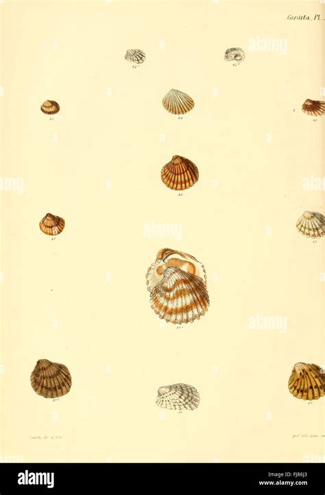 An Illustrated Work Documenting The Shells Of Mollusks Focusing On The