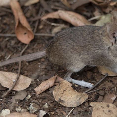 The Dusky Sengi Is The Size Of A Mouse About 23 Cm Long Including The Download Scientific