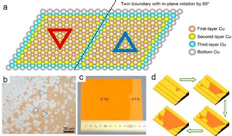 H Bn Grown On Cu Foil A Schematic Of Twinned Cu 111 Top View With Download Scientific