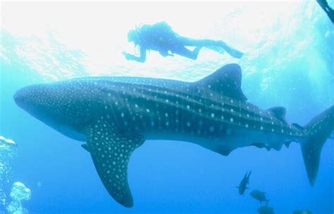 Galapagos Shark Diving Santa Cruz 2022 What To Know Before You Go